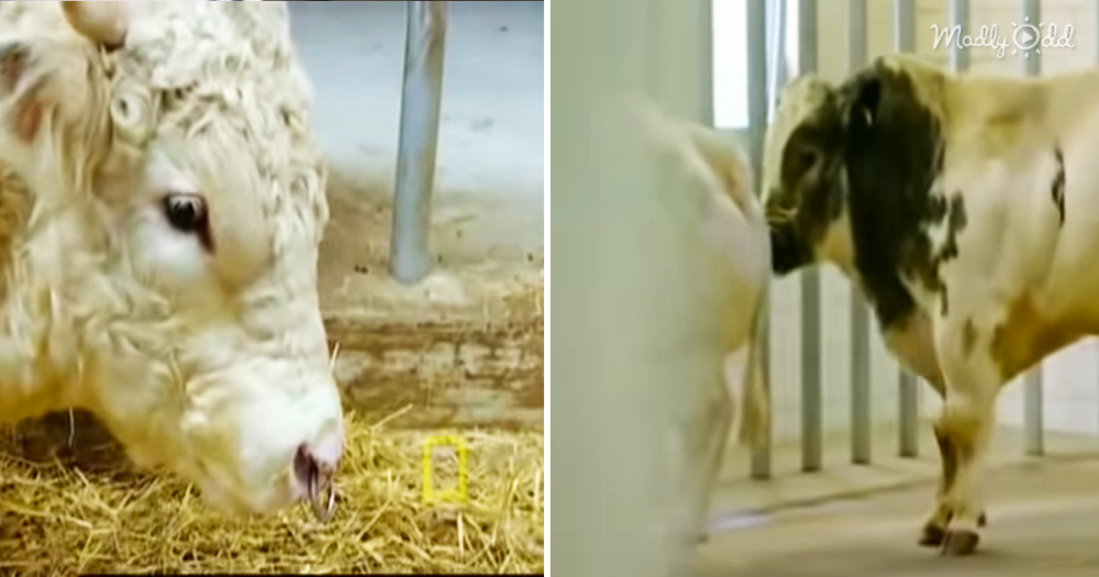 These Gigantic “Super Cows” Resemble Bovine Body-Builders – Madly Odd!