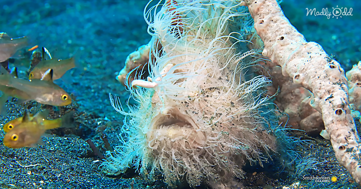 This Hairy Frogfish’s Bite is So Fast, Even Slow-Motion Video Struggles ...