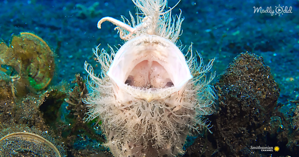 This Hairy Frogfish’s Bite is So Fast, Even Slow-Motion Video Struggles ...