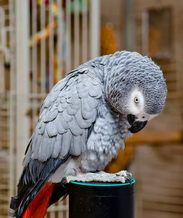 African Grey Parrot Gets a Laugh Out of Using Alexa to Turn the House ...