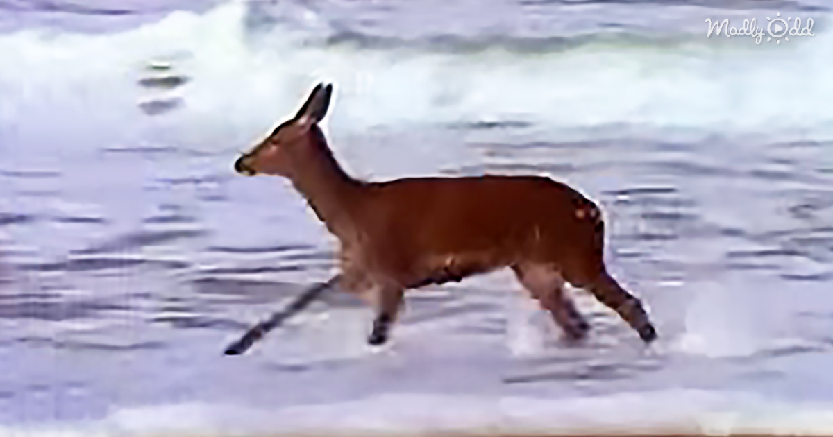 Deer Caught Dancing and Prancing in The Ocean Waves