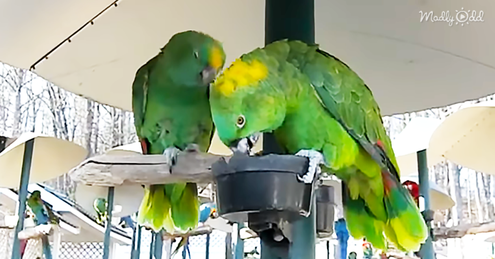 Two Parrots ‘Argue’ Like They’ve Been Married for Decades – Madly Odd!