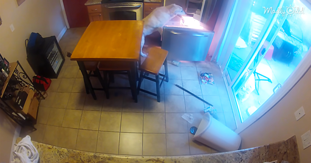 Family Sets up Camera to See Who Is Eating All the Food in The Fridge ...
