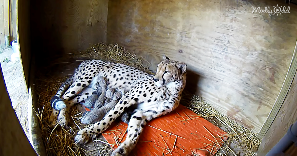 Time-Lapse Footage of Cheetah Birthing Five Cubs – Madly Odd!