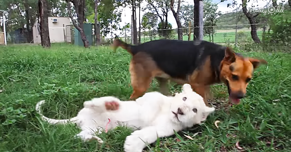 White Lion Cub and Pup Have a Play Date Everyday – Madly Odd!