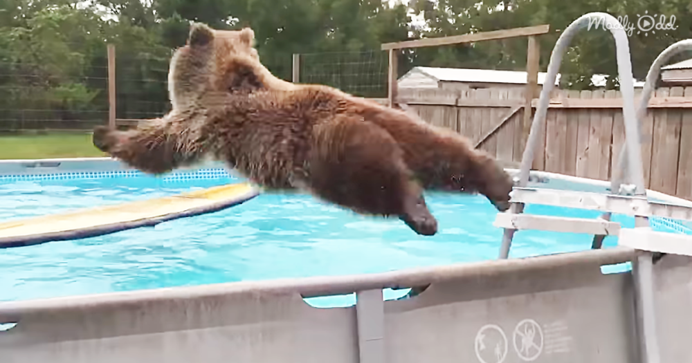 Bears Hilariously Take a Dip in This Backyard Pool – Madly Odd!