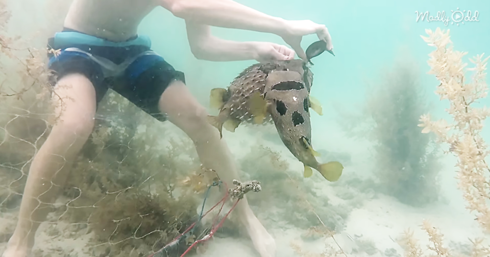 Faithful Little Fish Won’t Leave His Trapped Friend’s Side until He ...