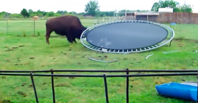 GIGANTIC Buffalo is Hilariously Confounded By a Trampoline – Madly Odd!