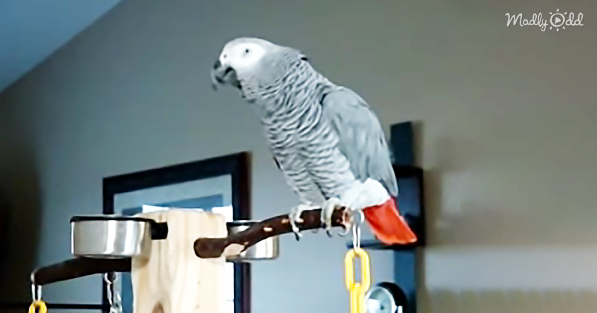 Larry the Parrot Dials an Imaginary Phone Number, but It Is WHAT He ...