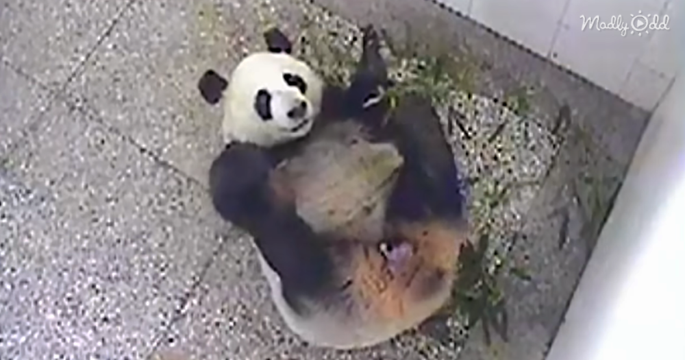 After 3 Days of Labor, This Panda Was Exhausted, Then Elated When Her ...