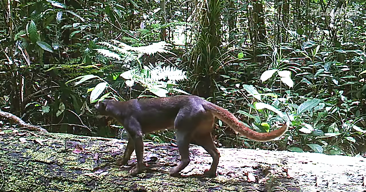 This Elusive Jungle Creature FOOLED Scientists For Decades – Finally ...