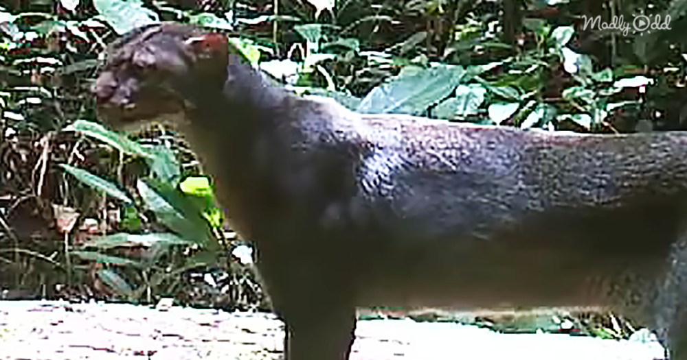 This Elusive Jungle Creature FOOLED Scientists For Decades – Finally ...