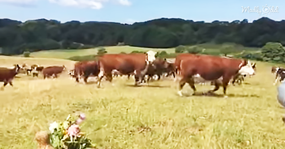 These Cows Come Running to Greet the Man that Has Been Serenading Them ...