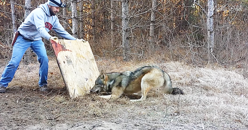 Brave Man Rescues Timber Wolf Stuck in His Trap – Madly Odd!