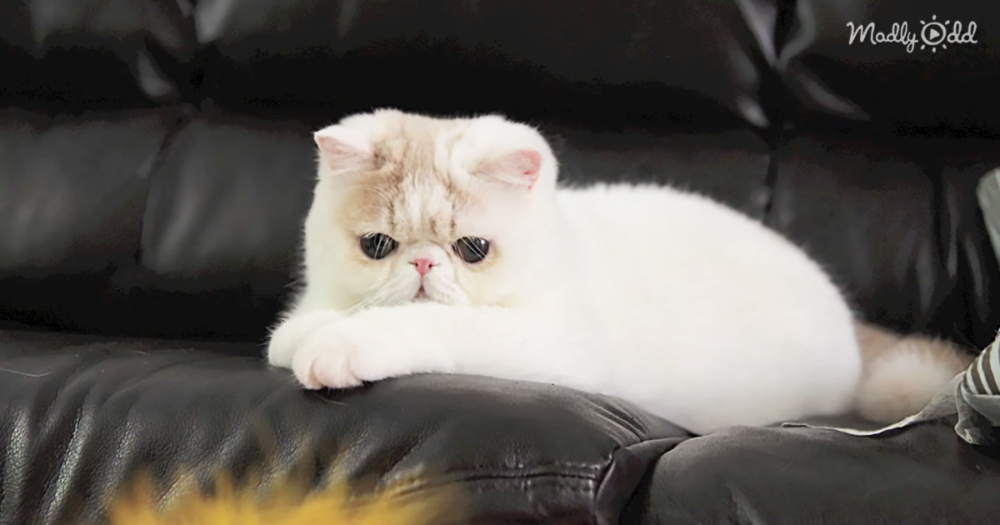 6-Month-Old Kitten Is Very Excited to Say Hi to His New Best Friend ...