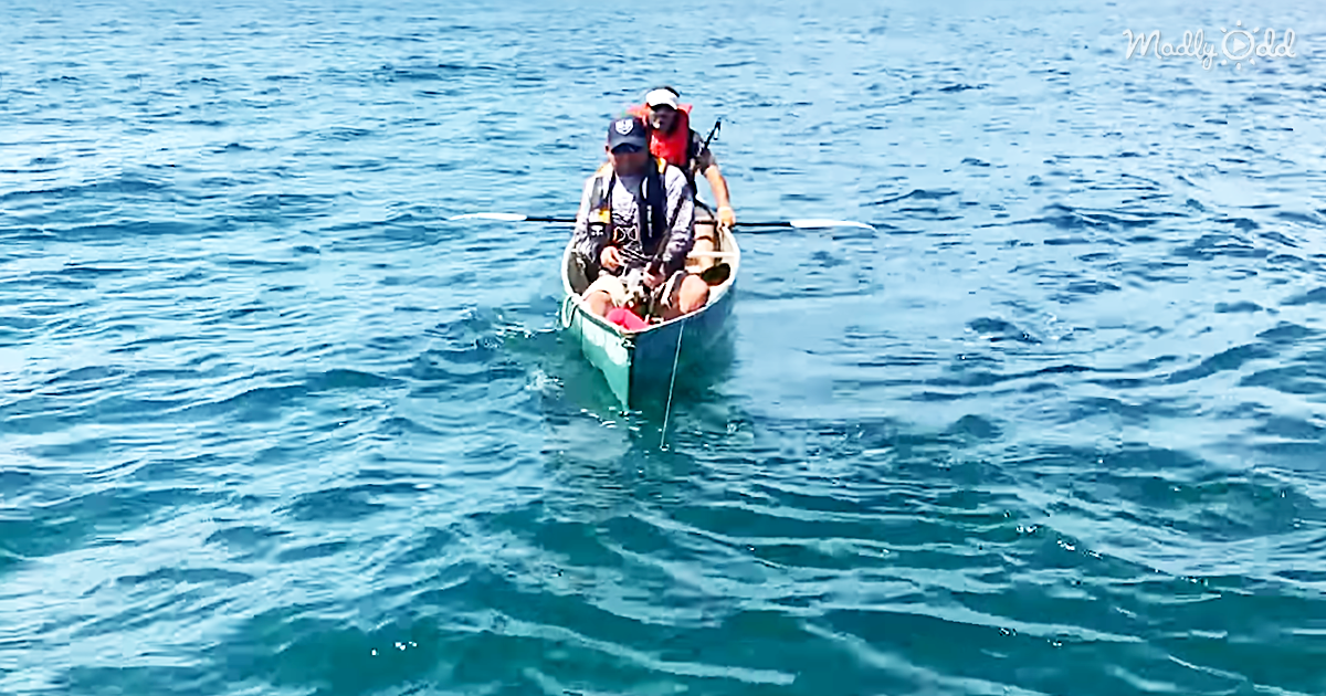Four Sharks Are Following Them when Monster Fish Tips Over Their Kayak