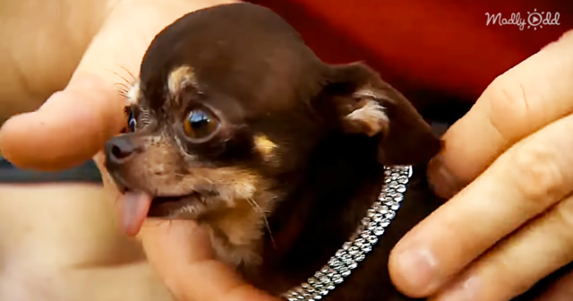 Miracle Millie is The World’s Smallest Full Grown Dog. Awww – Madly Odd!