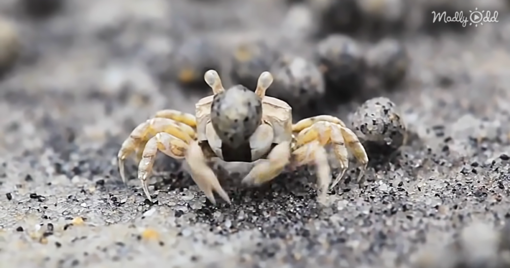 Hilarious Video Shares Astonishing Facts About The Tiny Sand Bubbler Crab – Madly Odd!