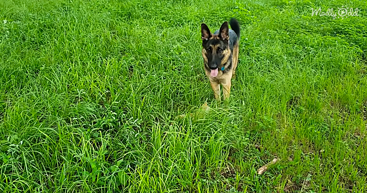 Watch a German Shepherd Show Love To An Unlikely Friend From The Moment ...