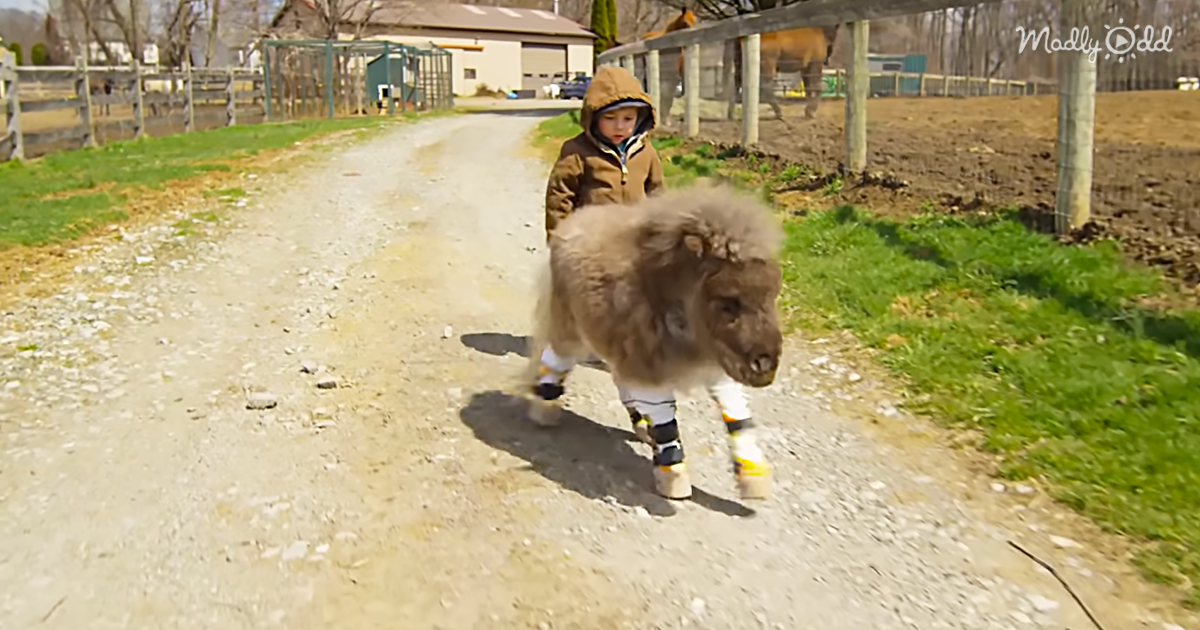 Mini Dwarf Pony Gets The Chance to Run Wild Thanks To Special Braces ...