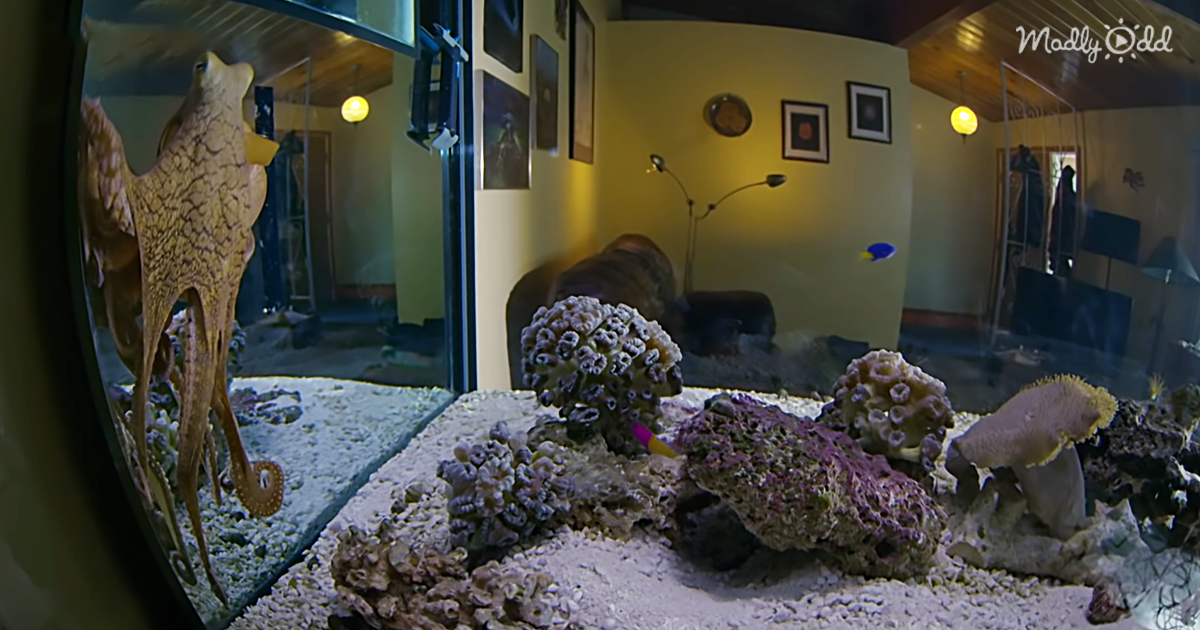 Watch This Sleeping Octopus Change Colors While Dreaming – Madly Odd!