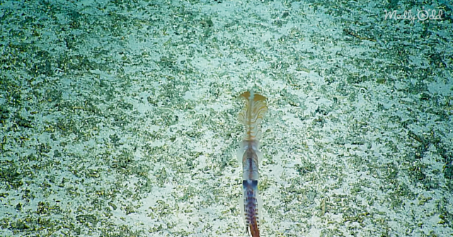 This Is the First Time EVER Anyone Has Seen This Rare Deep Sea Squid