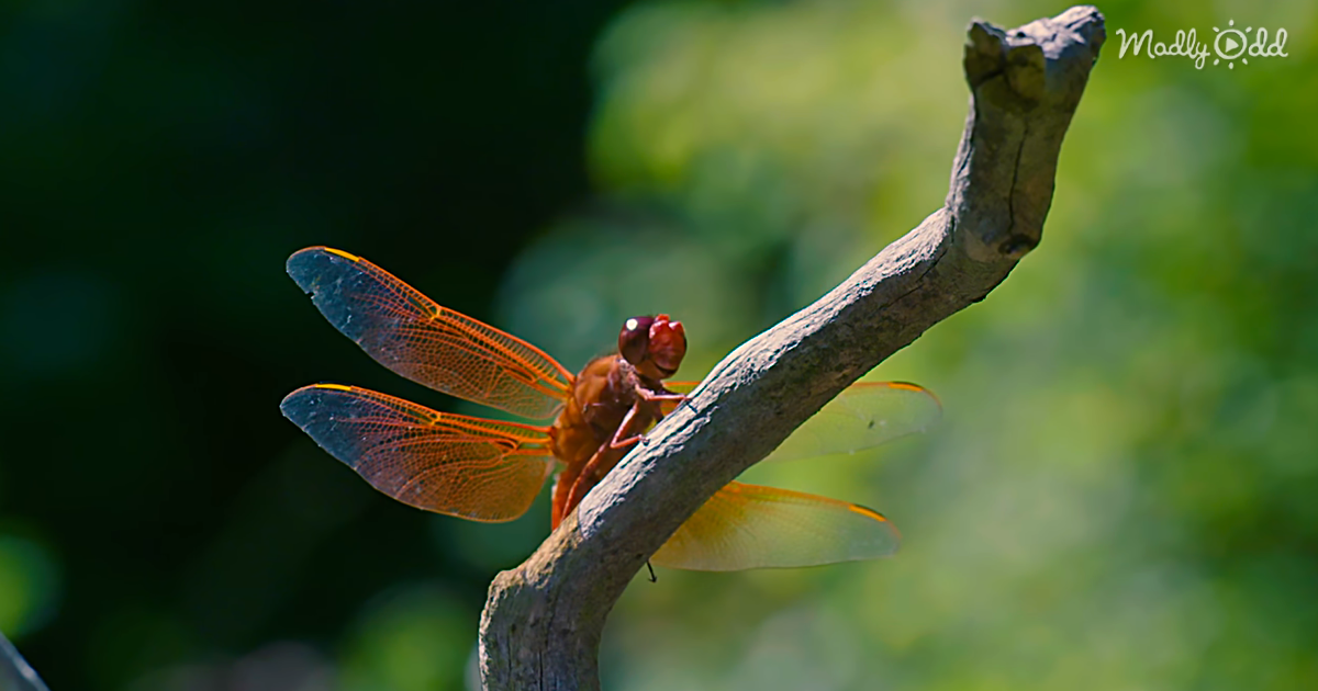 A Baby Dragonfly’s Mouth In 4K Ultra-HD Will Give You Nightmares
