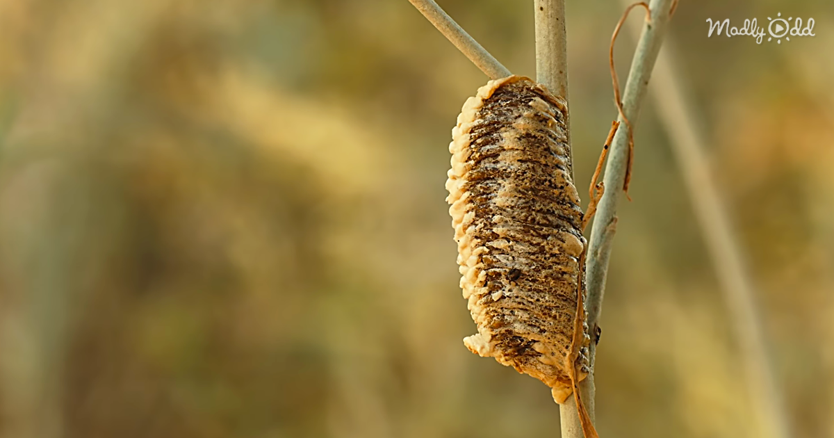 Praying Mantis Love is Waaay Weirder Than You Think
