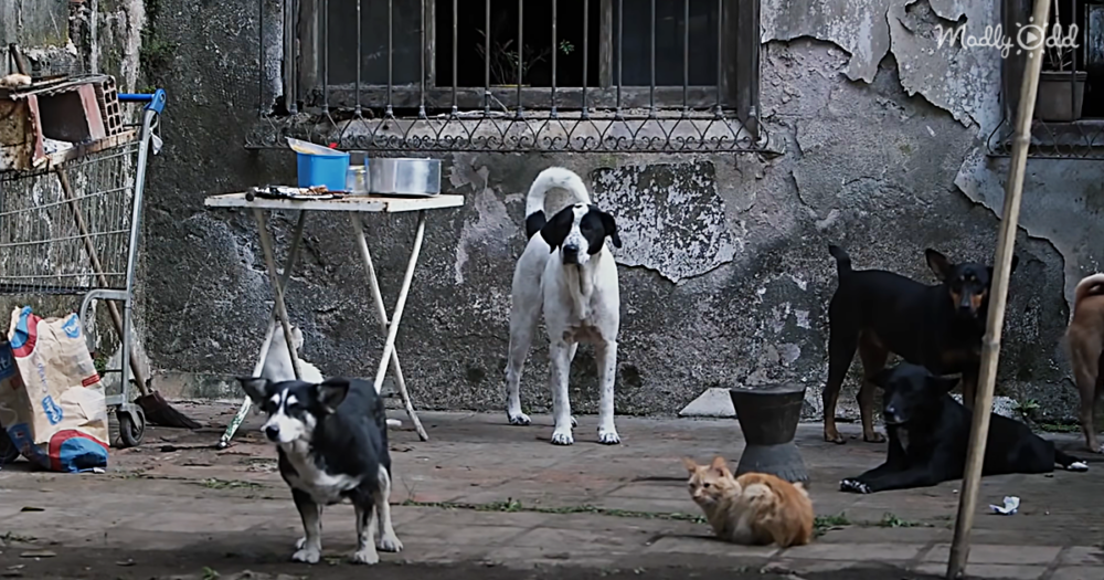 This Unique Animal Shelter Start-Up Pays Homeless People To Care For ...