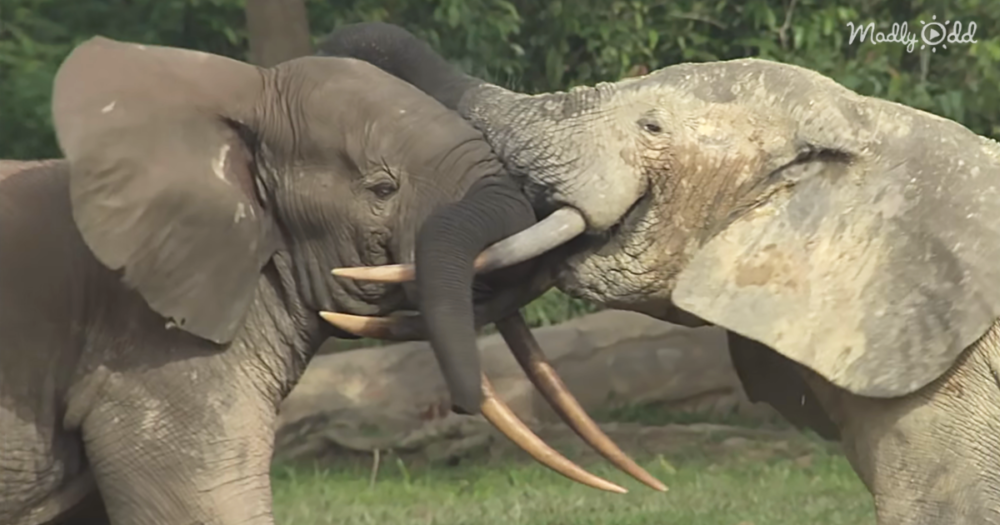 Elephants’ Incredible Intelligence Will Leave You Scratching Your Head