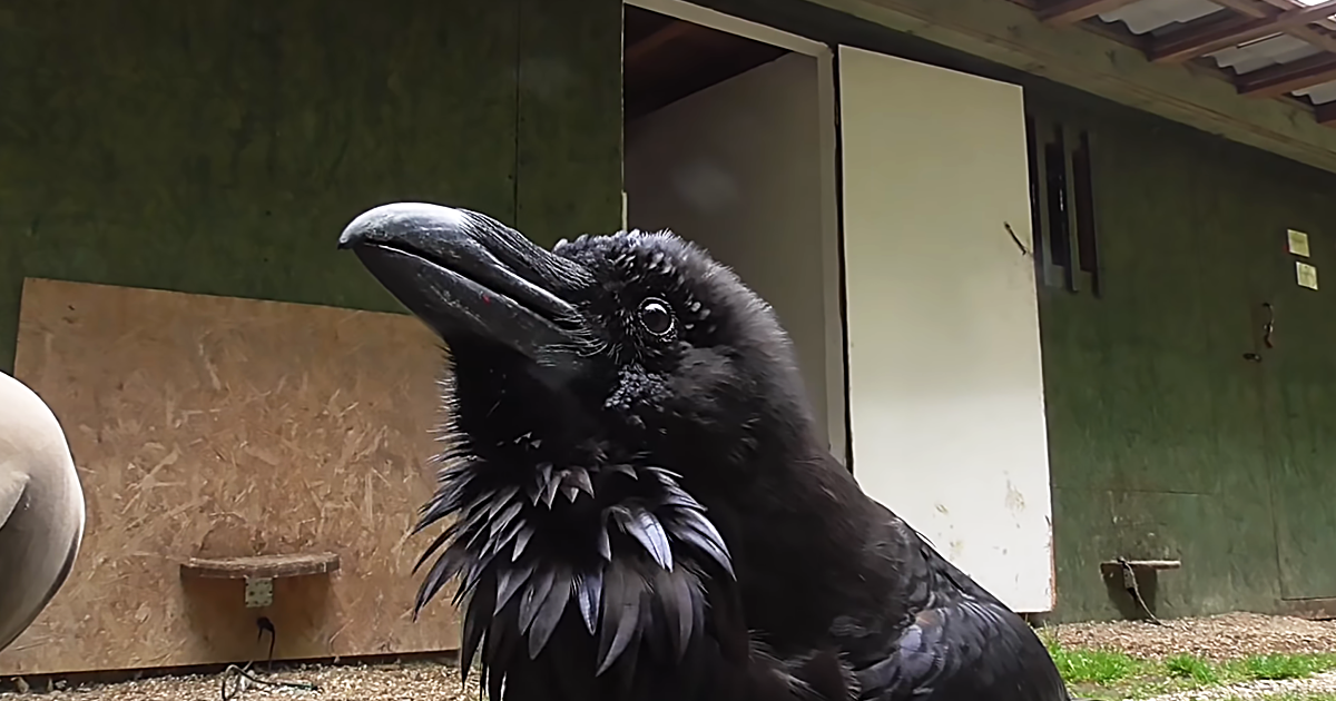 Friendly Talking Raven Calls People “My Darling” In Perfect German
