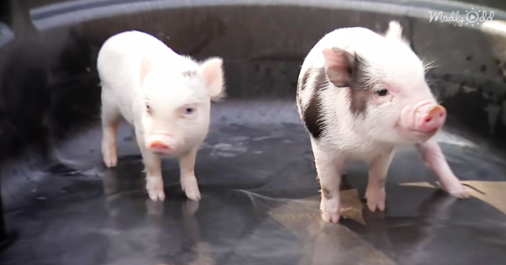 Mini Potbelly Pigs And Their Canine Pal Penny Spend the Day Together