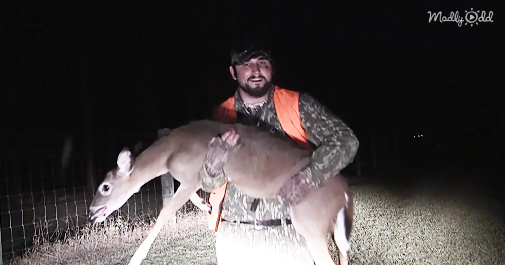 When This Terrified Buck Realizes He’s Here To Help, He Goes Limp In ...