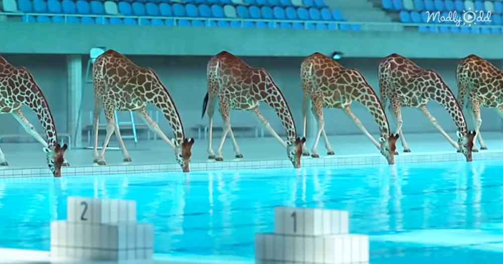 What Do Giraffes Do On Their Day Off? Go To The Swimming Pool For Some ...