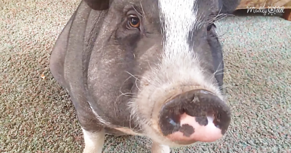 Lola the Mini Pig Needs a Few More Lessons when It Comes to Table ...