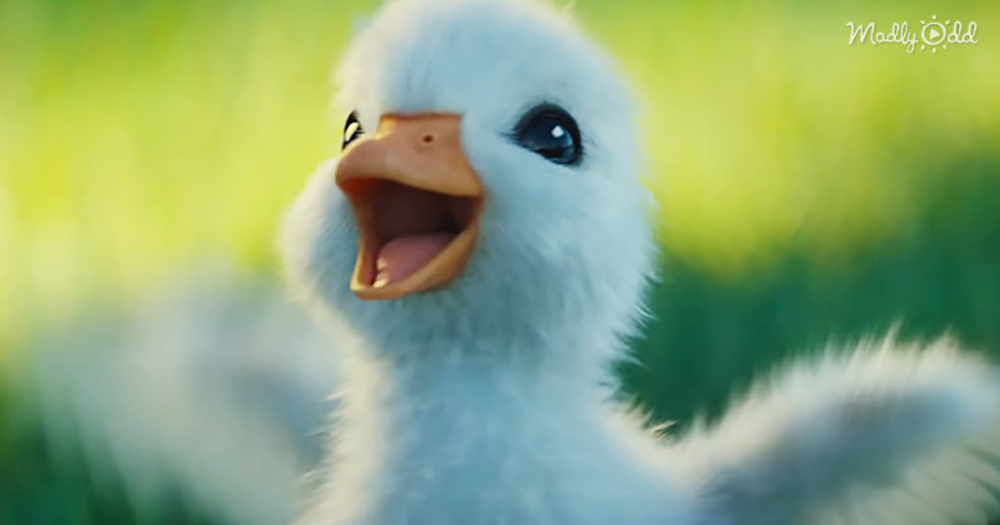 Quacking With Excitement, Little Duckling Makes A Discovery That ...