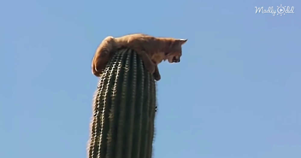 Watch A Wild Bobcat Take A Nap Atop A 40-Foot Cactus – Madly Odd!