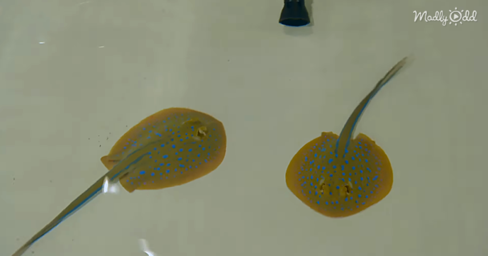 A Beautiful Bluespotted Stingray Is Pregnant, and Could Give Birth to ...