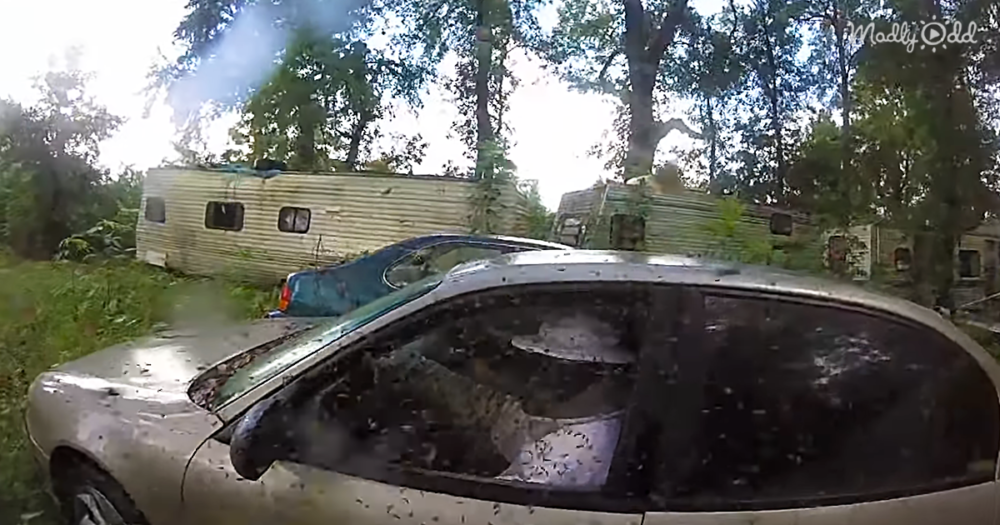 Bees Take Over Car And Turn It Into One Massive Mega Hive – Madly Odd!