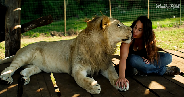 Lions Treat Woman Like The Leader of Their Pride