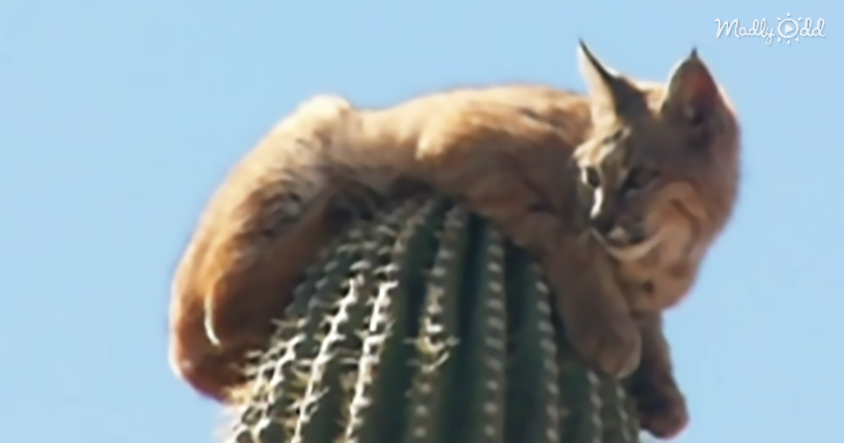 Watch A Wild Bobcat Take A Nap Atop A 40-Foot Cactus – Madly Odd!