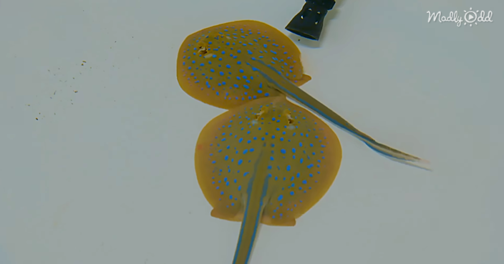A Beautiful Bluespotted Stingray Is Pregnant, and Could Give Birth to ...