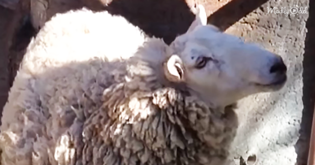Sheep Has An Itch She Just Can’t Reach And Enlists The Help of Her Fans