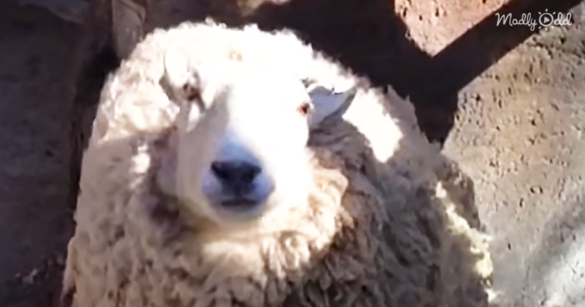 This Funny Sheep Has An Itch She Just Can't Reach And Enlists The Help ...