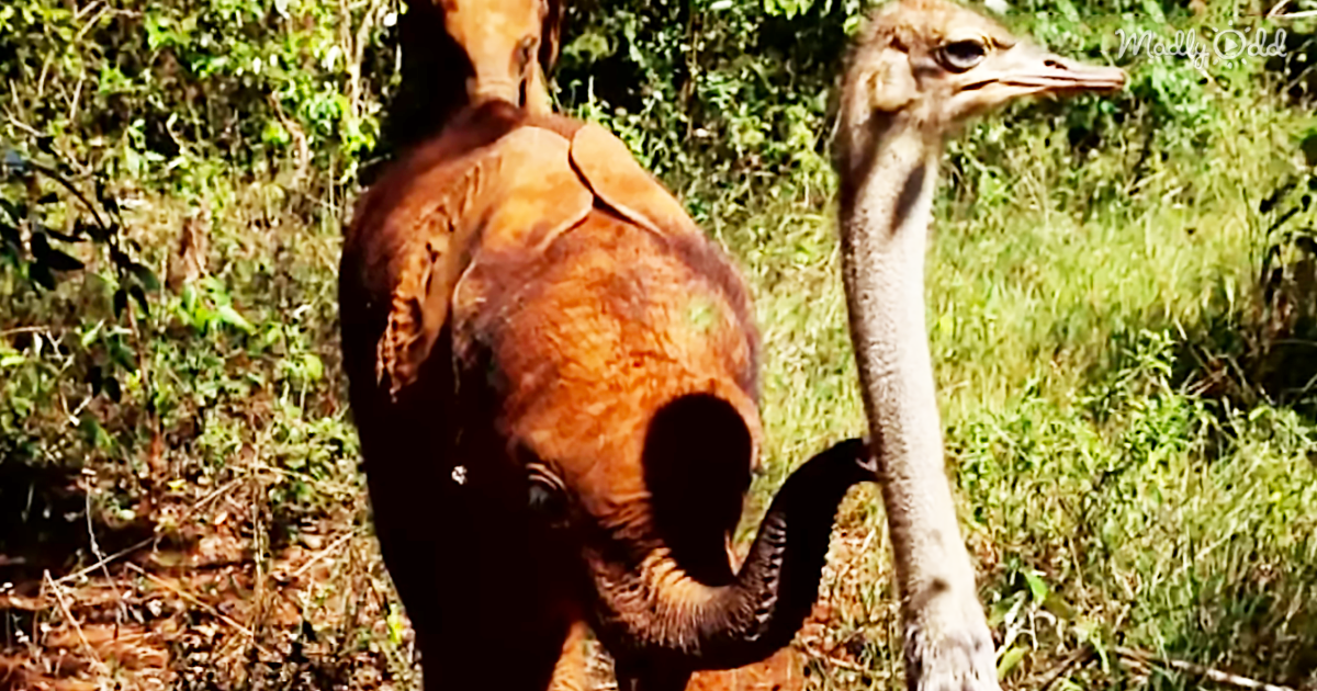 Sweet Baby Elephant Bonds With An Ostrich At An African Reserve And ...