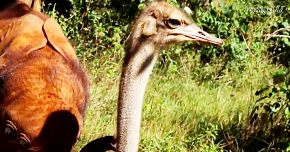 Sweet Baby Elephant Bonds With An Ostrich At An African Reserve And ...