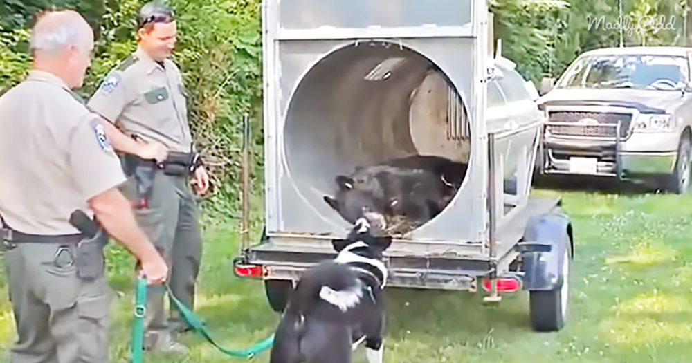 This Dog Is Trained To Be Frightening, But This Fawn Is Sure He’s ...