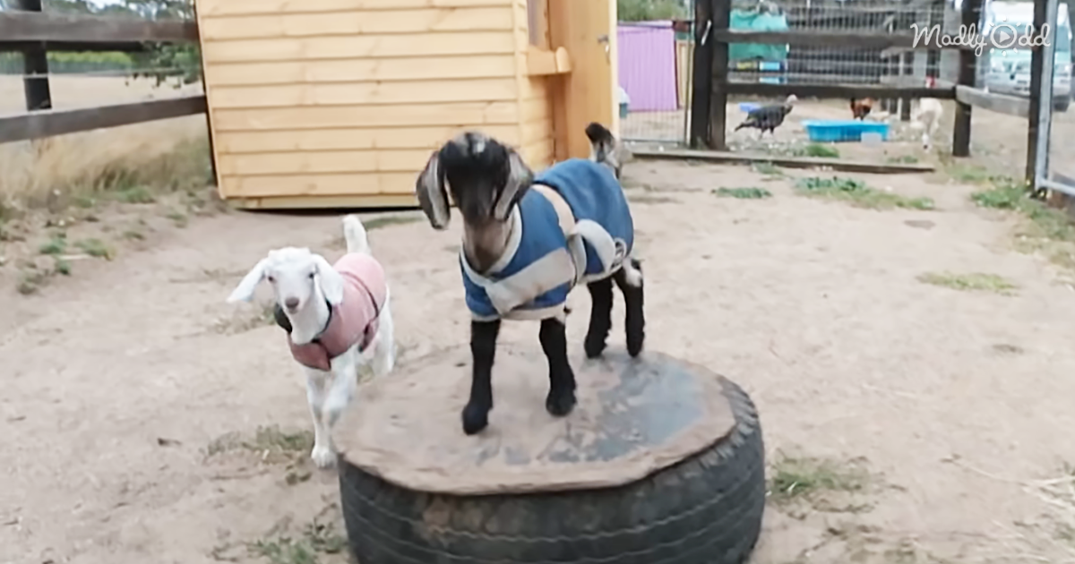 These Rescued Animals Are Full of Fun – There Are Goats and Pigs and So ...