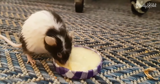 Adorable Elderly Mouse Just Wants To Spend Time With Her Owner – Madly Odd!