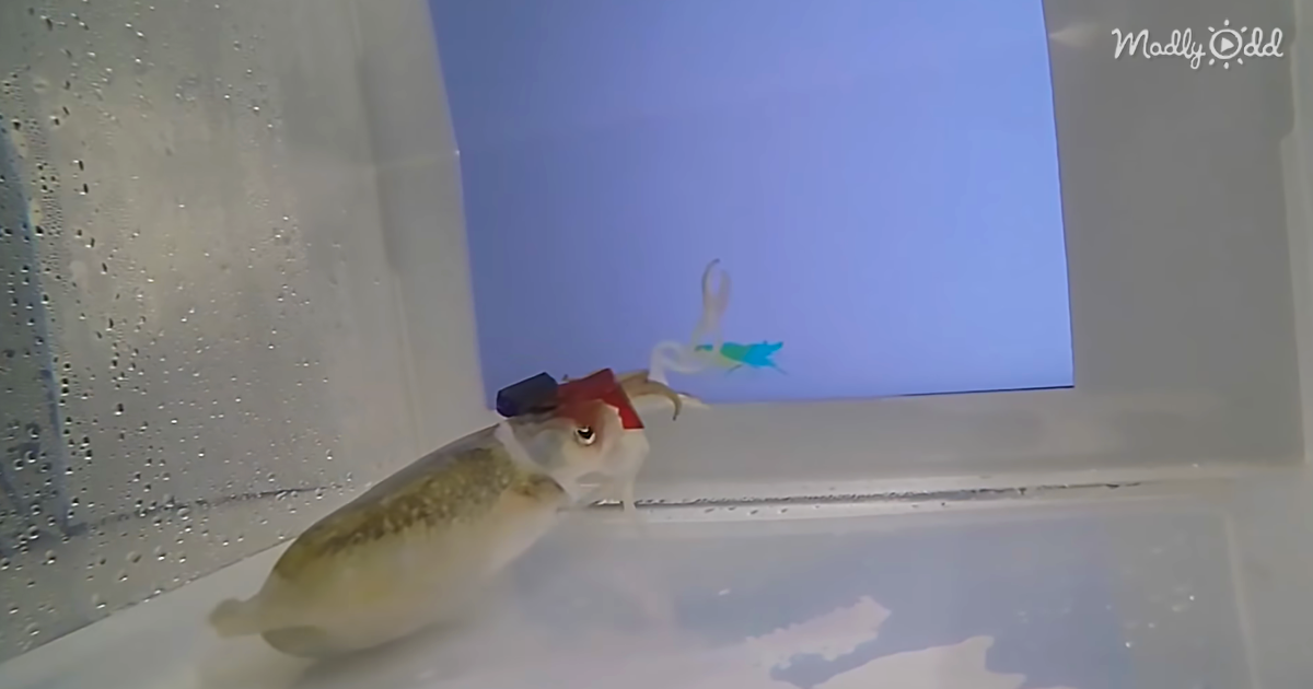 Scientists Put Adorable 3D Glasses On Cuttlefish To Test Their Vision